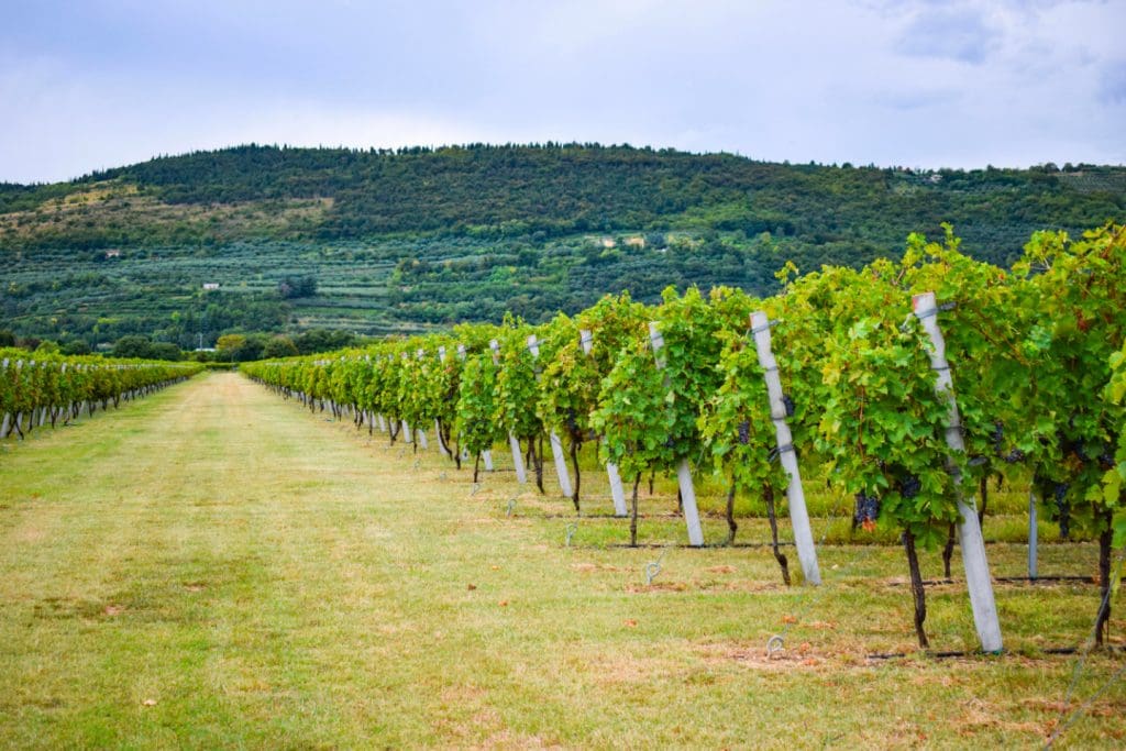 Valpantena – The conundrum of Valpolicella – Wine Xin